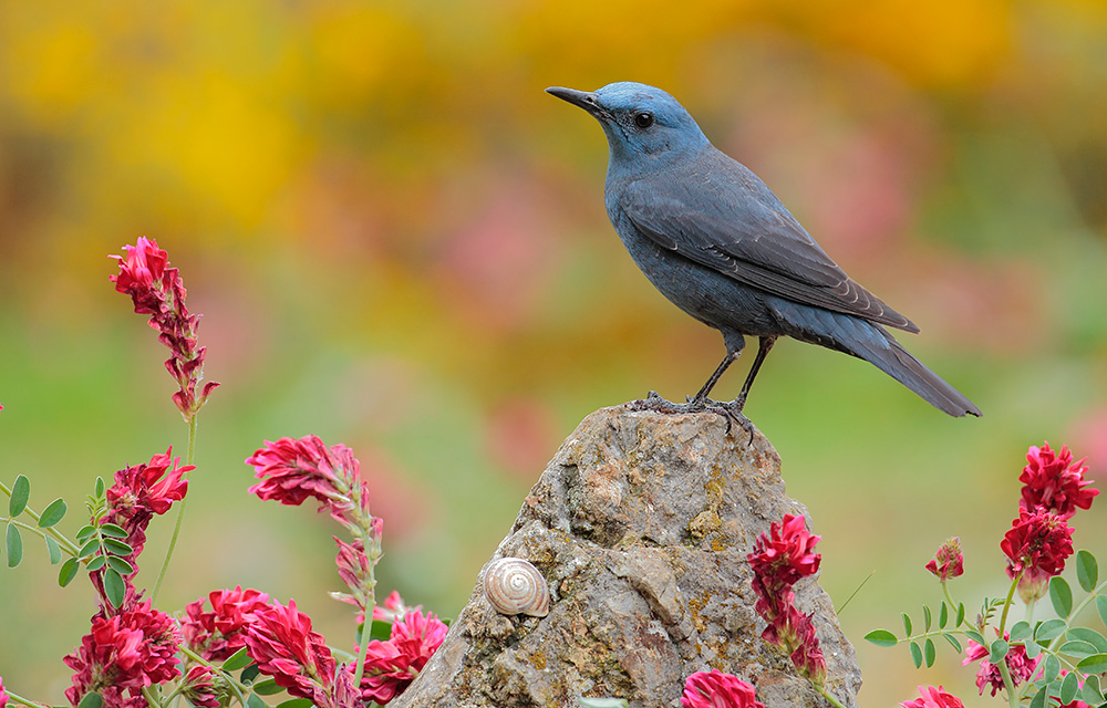 Blue rock thrush | Can It Be All So Simple